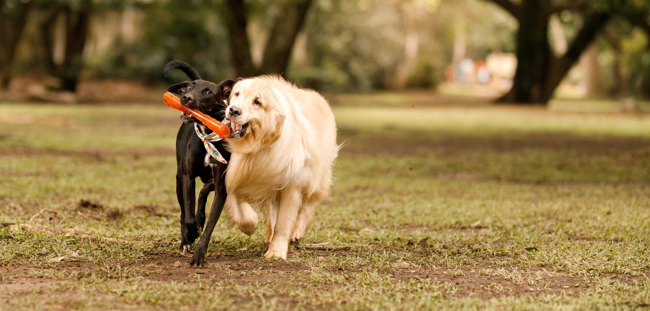 Take Your Furry Friend to Freedom Barkway In Atlanta