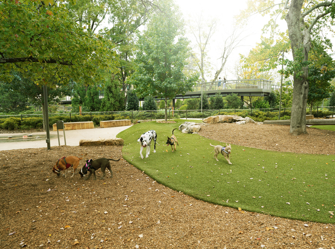 Take Your Furry Friend to Freedom Barkway In Atlanta